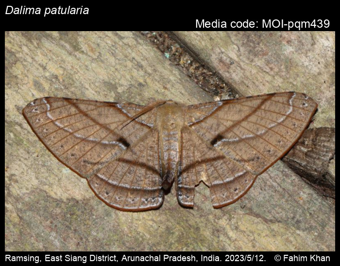 Dalima patularia (Walker, 1860) - | Moths